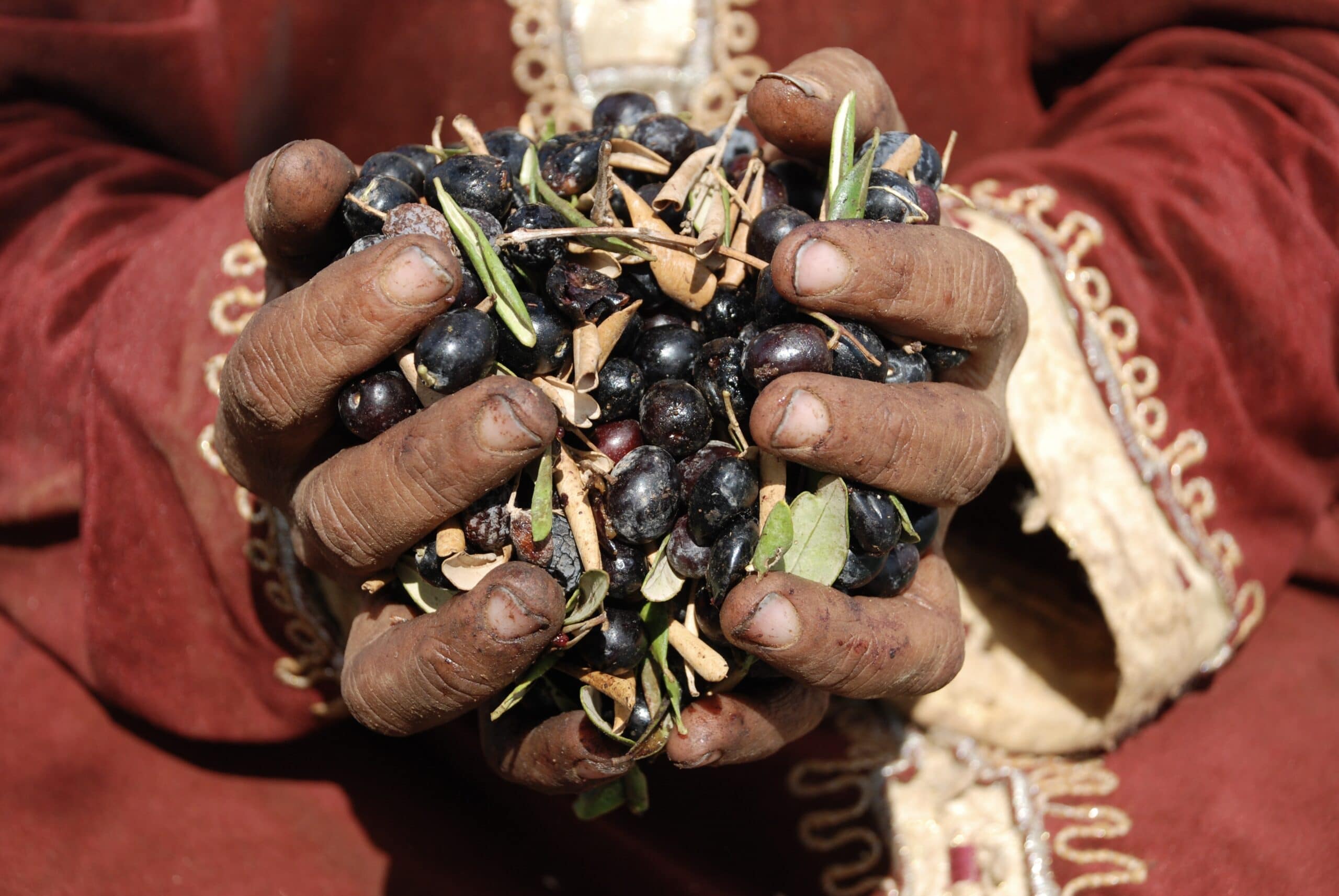 The finest olive oil produced in Palestine - Eyewitness Stories from ...
