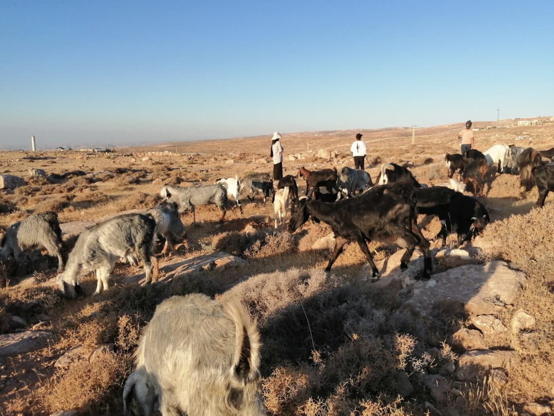 The female shepherds at the frontline of the occupation – Eyewitness ...